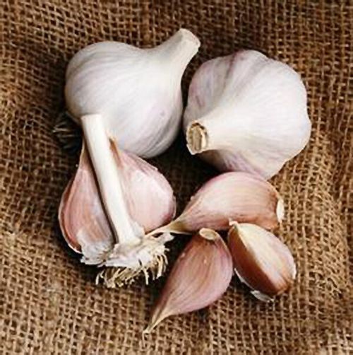 Allicins Ranch - Organic Gourmet Garlic