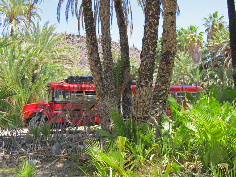 Ben's Garlic Bus - Allicins Ranch