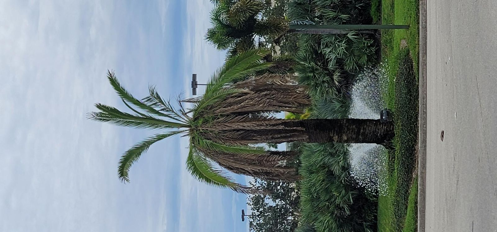 Palm Tree Care West Palm Beach - O'Hara Pest Control
