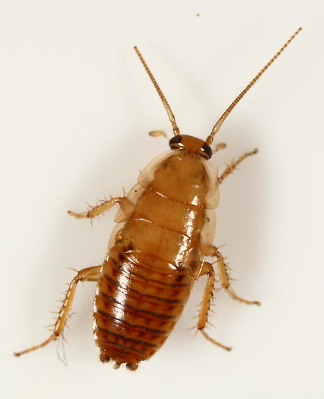 Cockroach Nymph On Bed