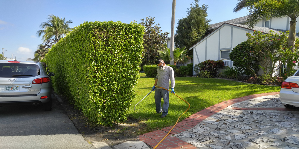 Kill Ants and Roaches O'Hara Pest Control Singer Island Florida