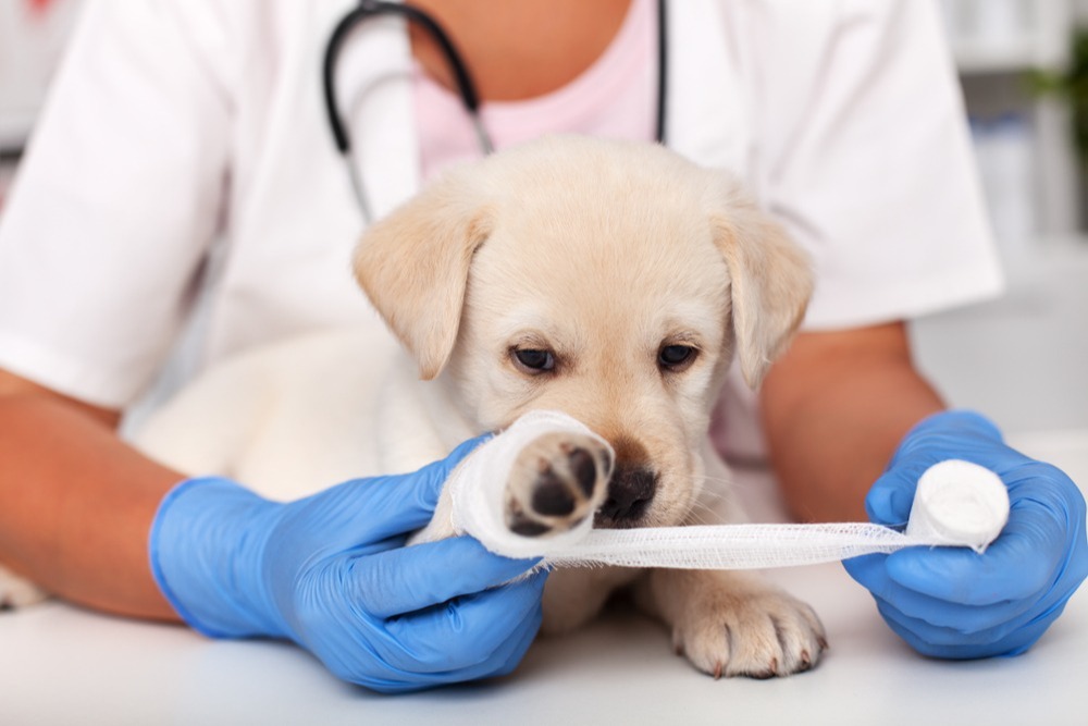 My Pet Nutritionist | Supporting Wound Healing in Dogs