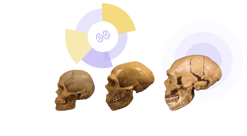 Neanderthal DNA Report | Neanderthal Ancestry Test | Genomelink