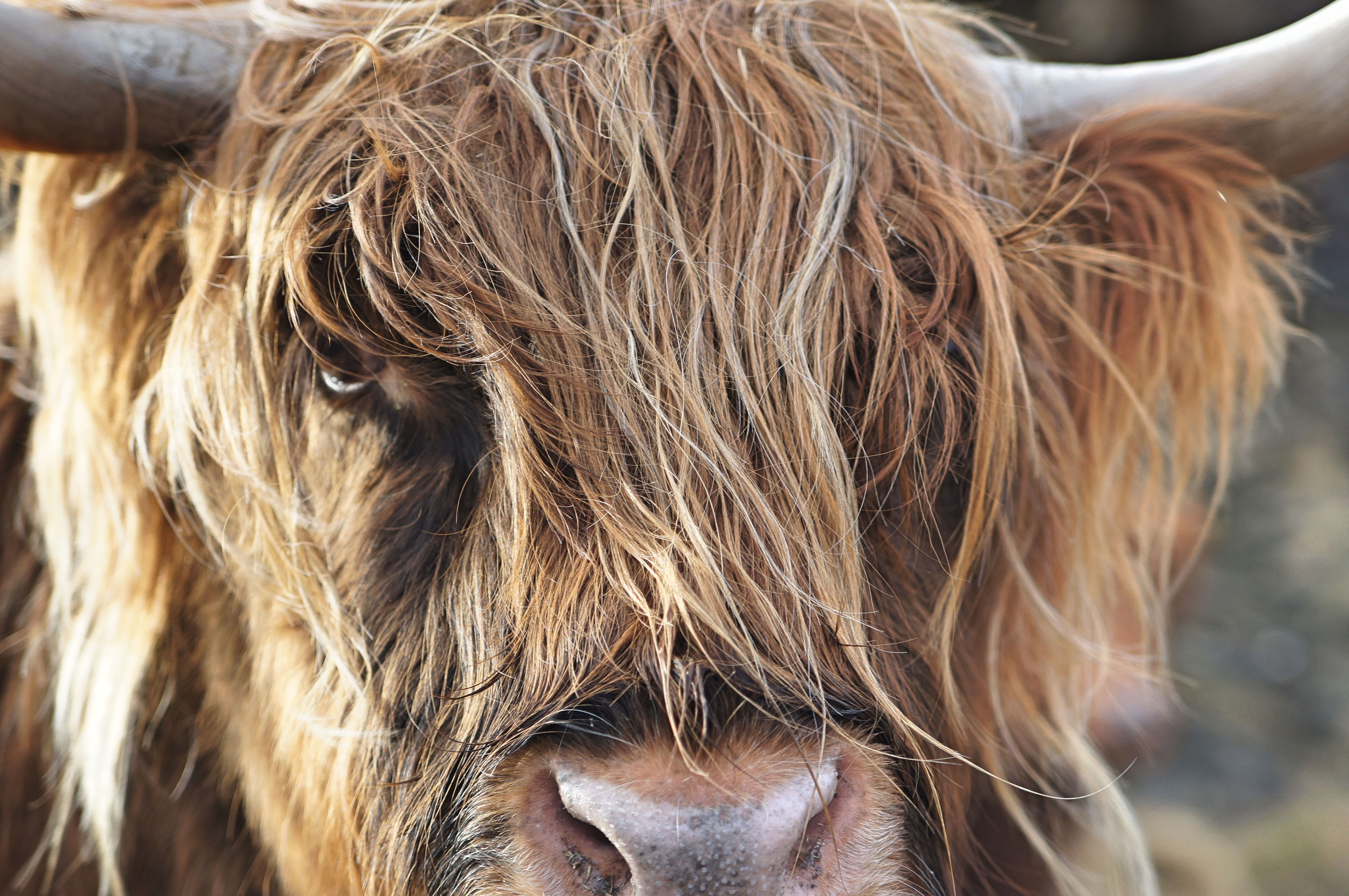 "Excessive Hairiness" gene explained