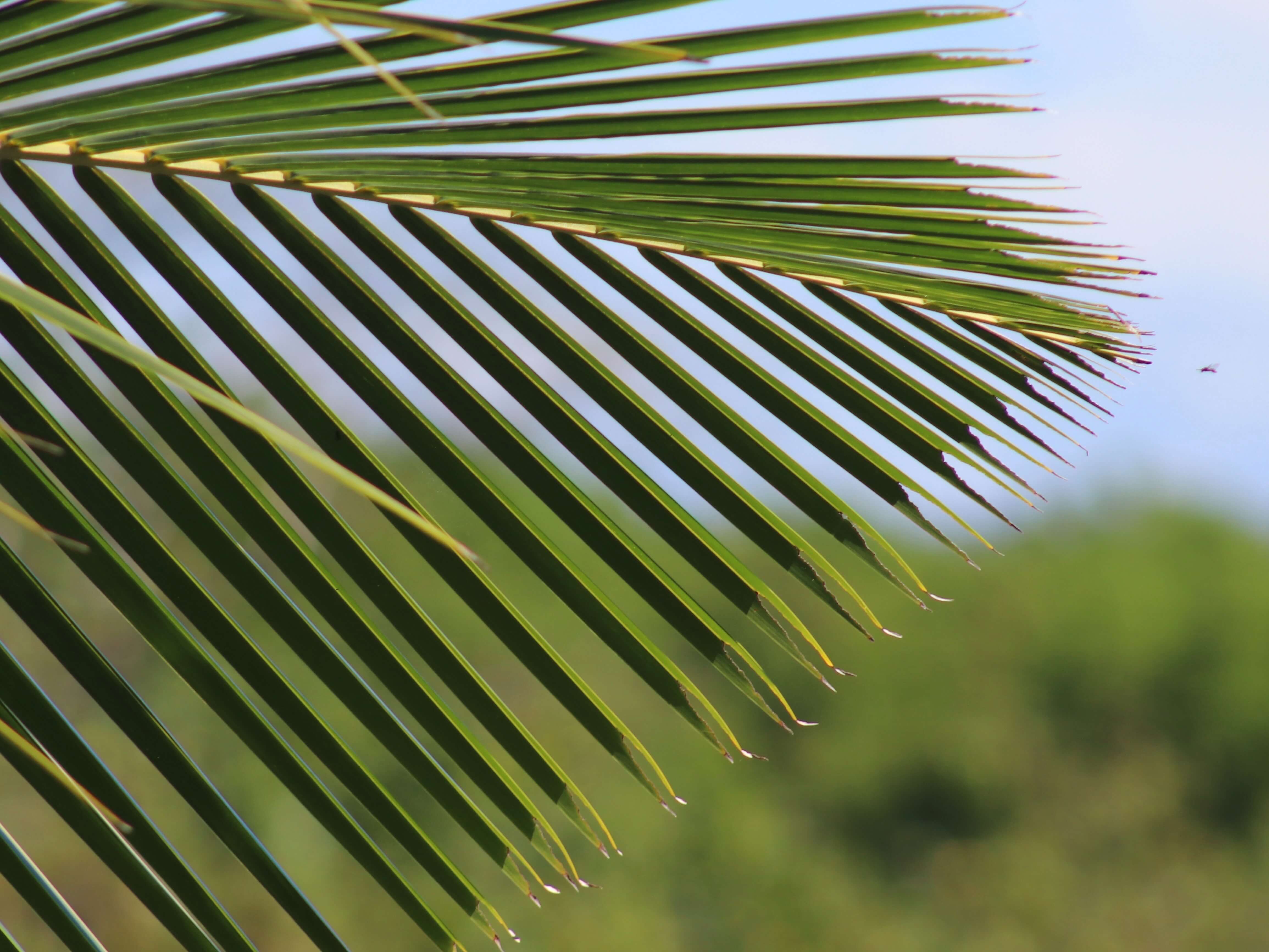 12 Samoan Words And Expressions You Should Know Drops