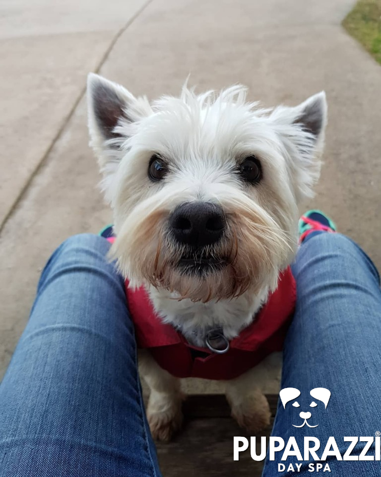 Happy Birthday to 2 Westies