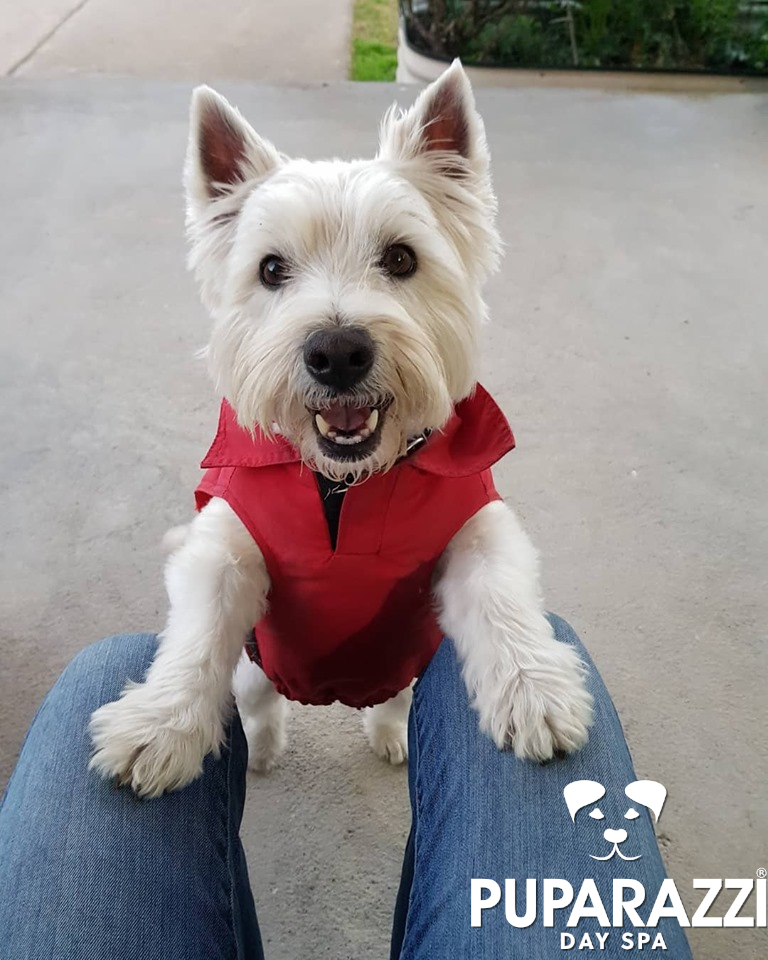 Happy Birthday to 2 Westies