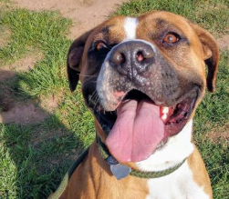 Boxer Luv Rescue, Phoenix AZ: Helping homeless dogs