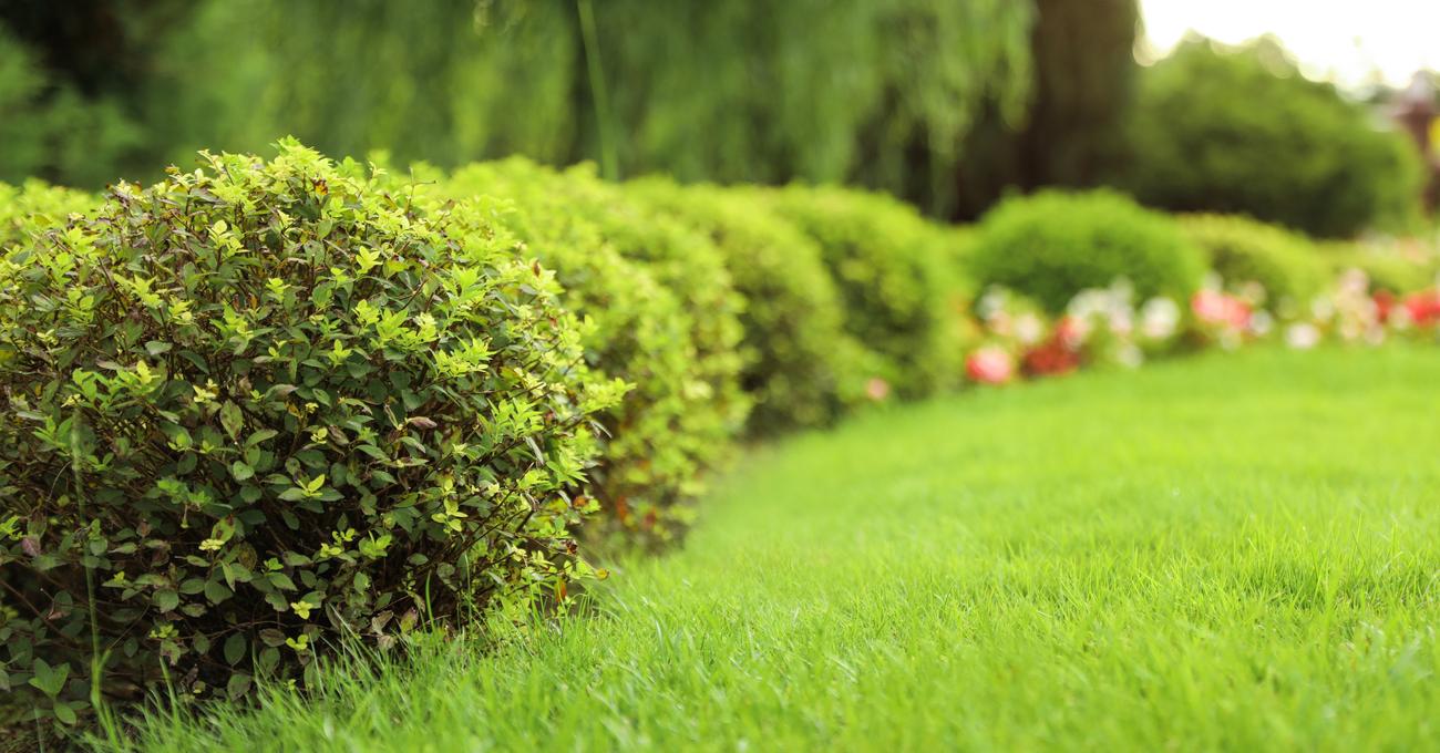Best Bushes for Large Gardens | Retire Fearless
