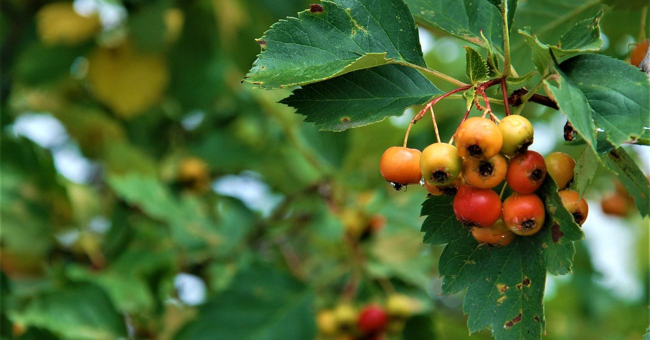 Hathorn Trees: How To Grow & Care For Crataegus Plants