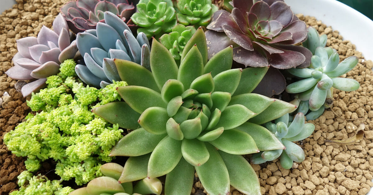 How to Plant Succulents in Rocks | Retire Fearless