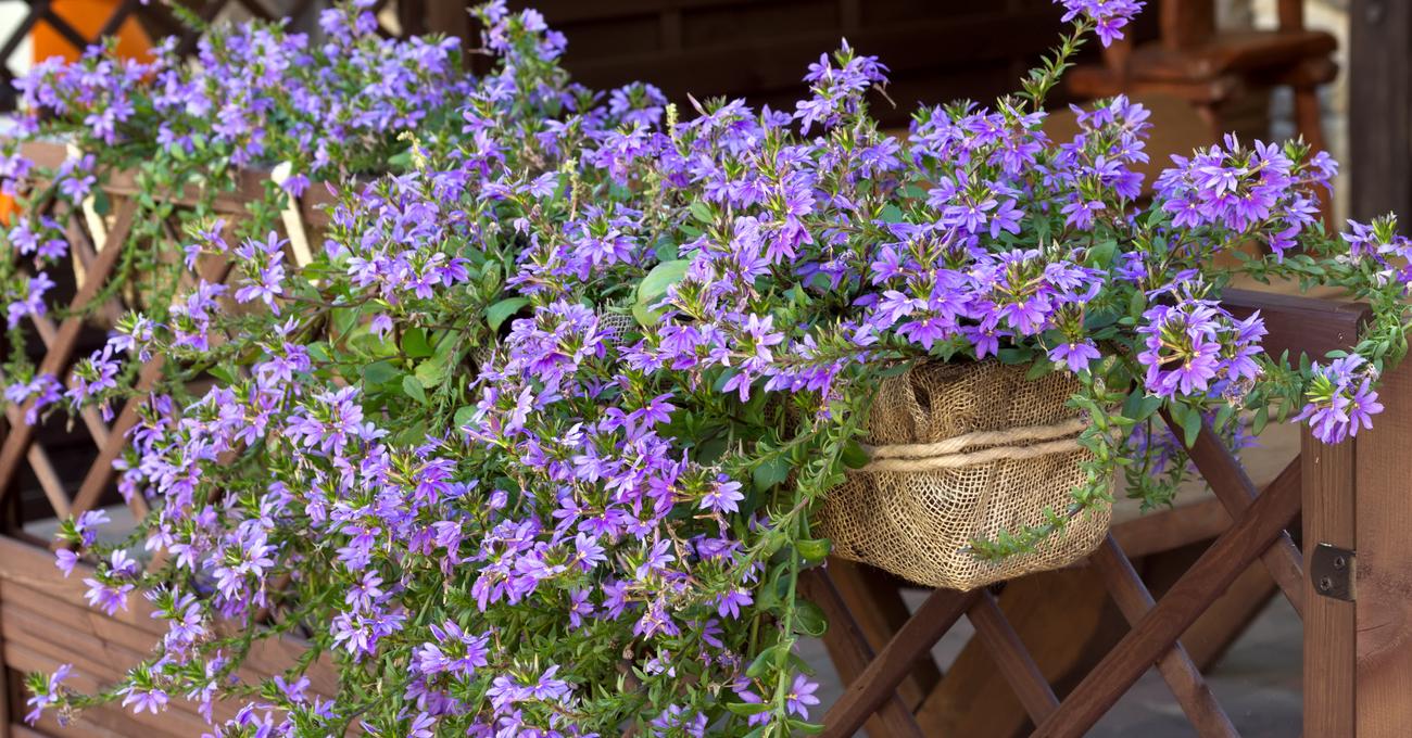 Fan Flower: How To Grow & Care For Scaevola | Retire Fearless