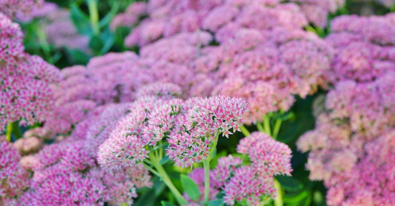 Types of Sedum Varieties You Can Grow (How To Plant)