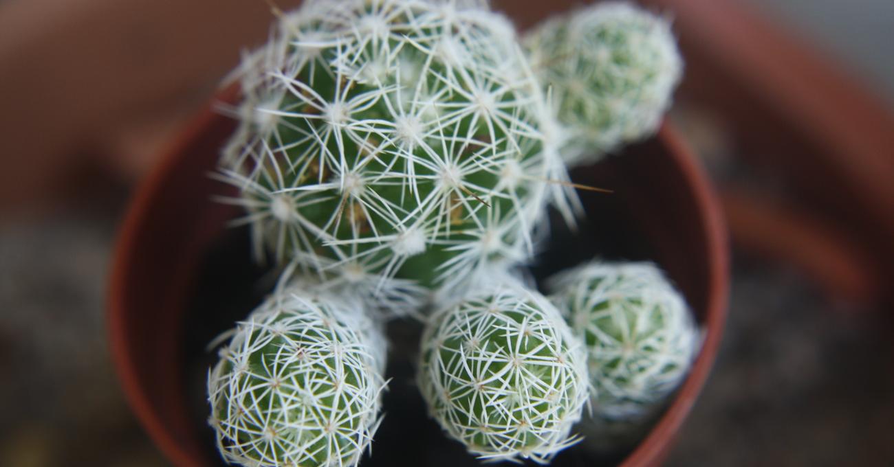 Teddy-bear Cholla Cactus: How To Grow & Care | Retire Fearless