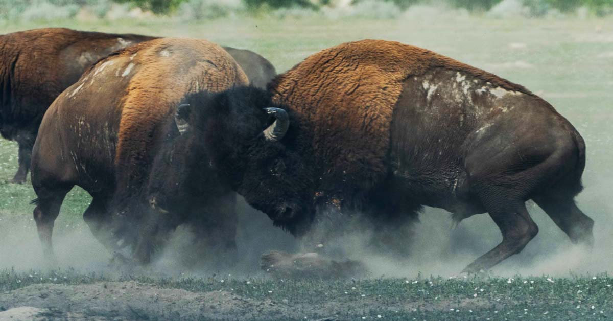 How Much Does A Bison Weigh? | Retire Fearless