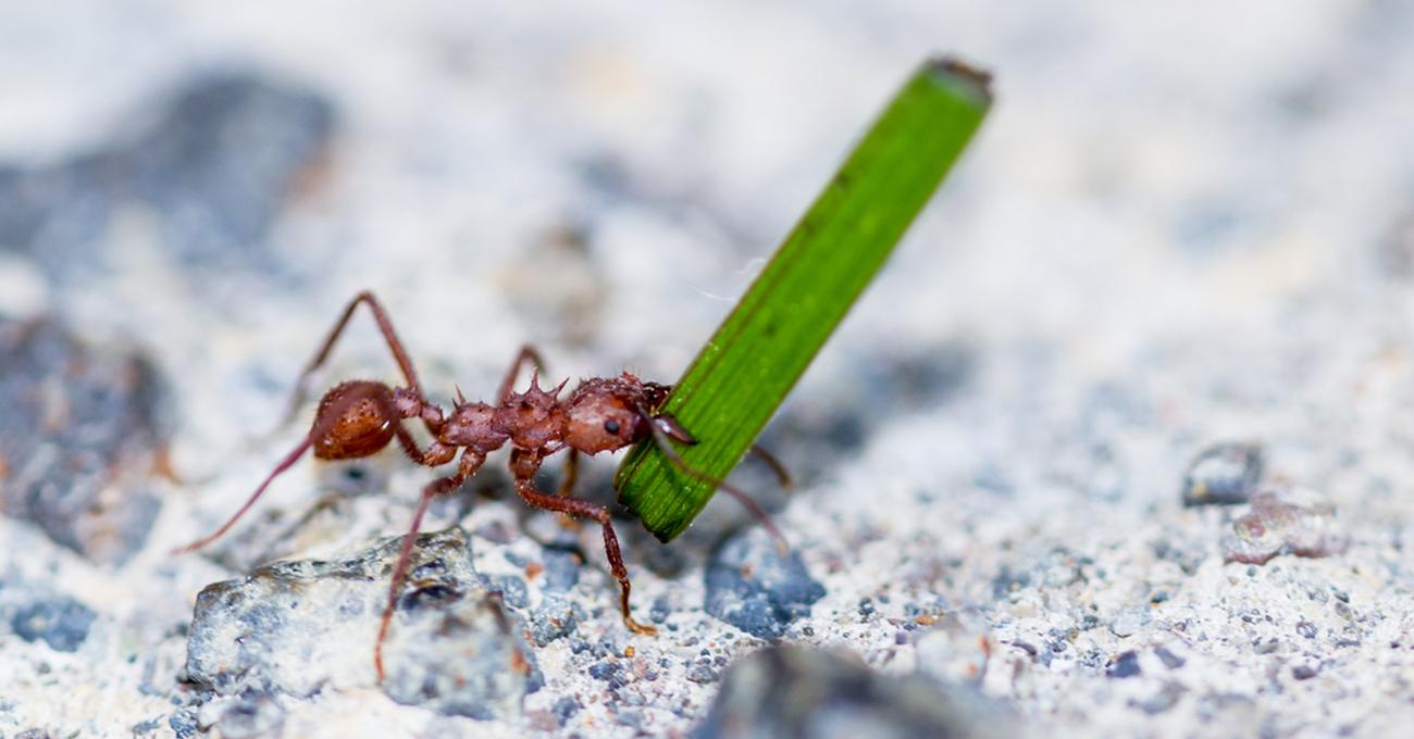 How Much Does an Ant Weigh? | Retire Fearless
