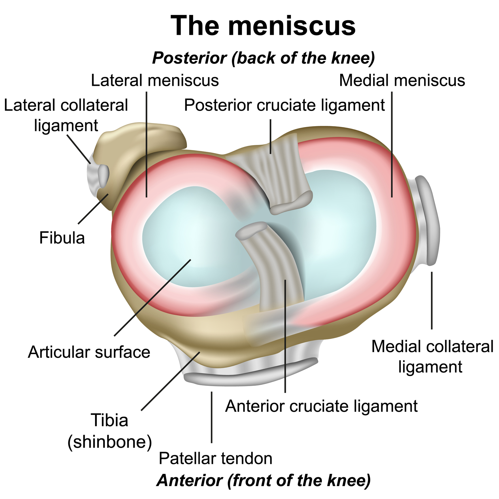 Anatomy Pathology Treatment Of The Knee Joint Articles Advice