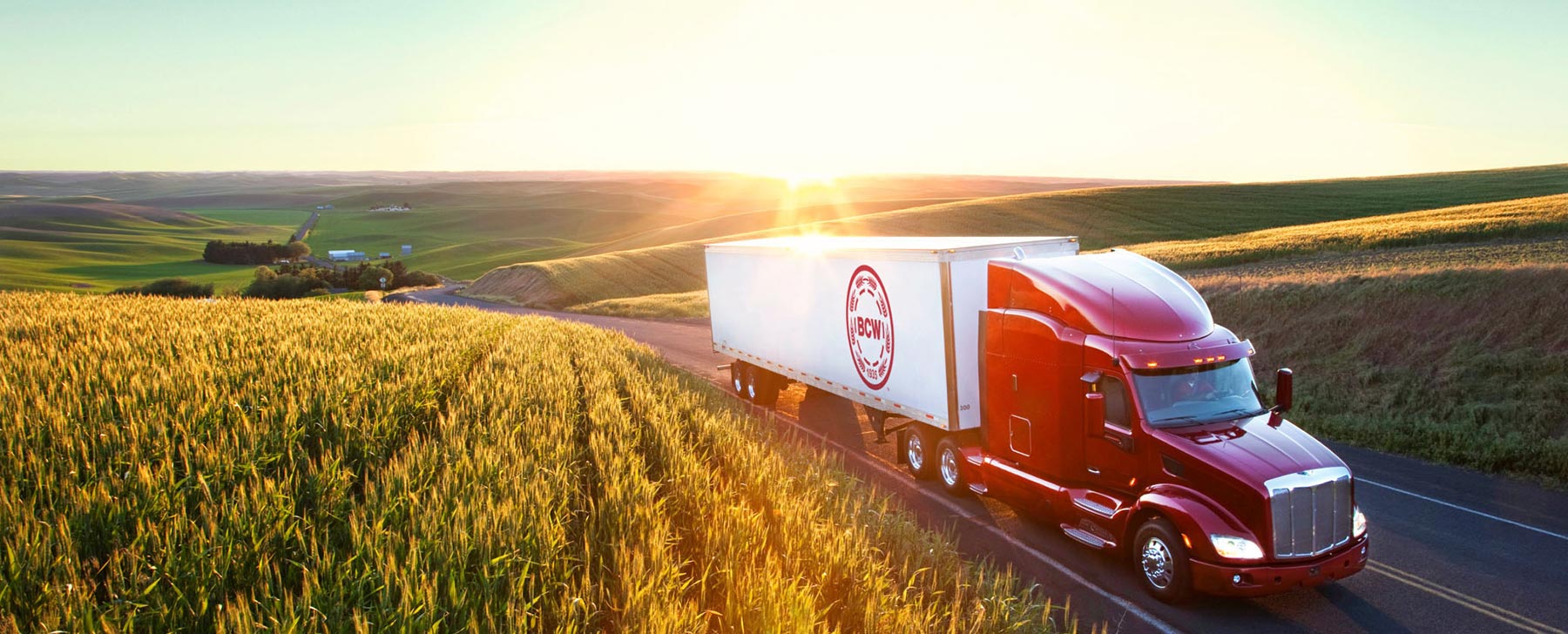 Distribution – BCW