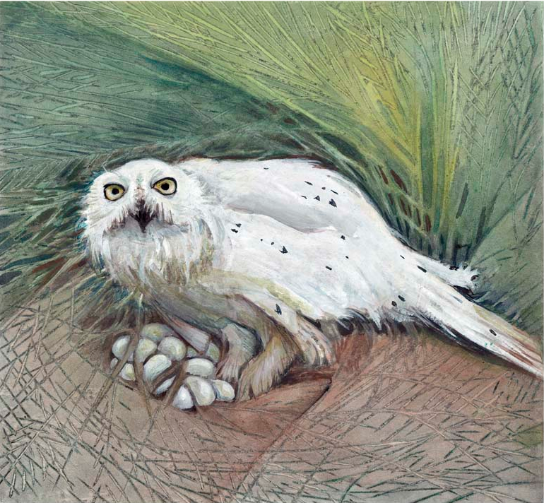 Snowy Owl: Ancestors, Beginnings, and Great Potential