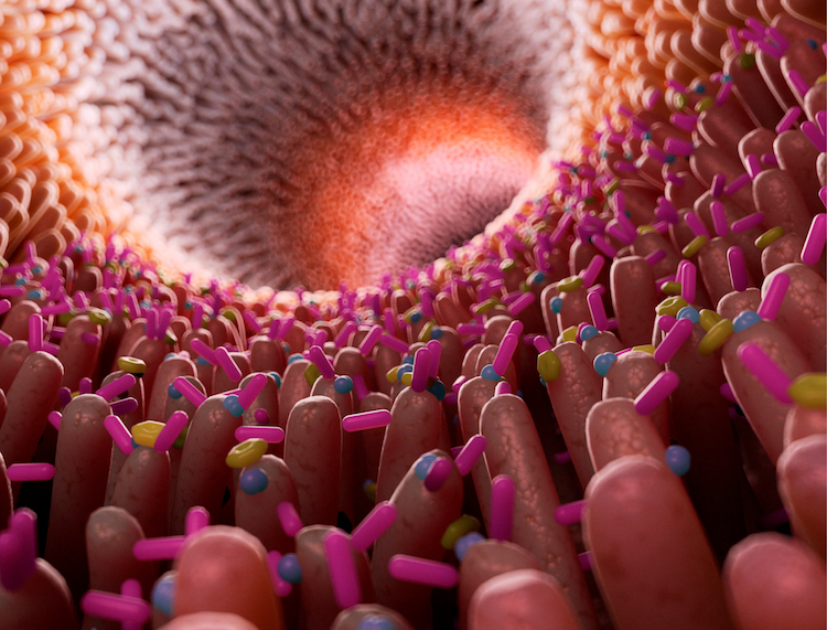 Functional approach to hashimotos | The Fork Clinic