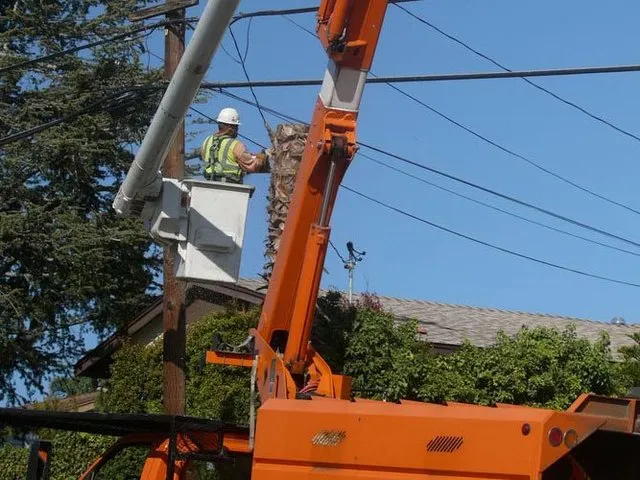 About Us | North Shore Tree Services