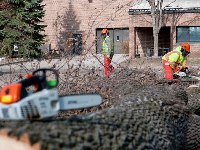 How To Get Council Approval To Remove A Tree - Sydney