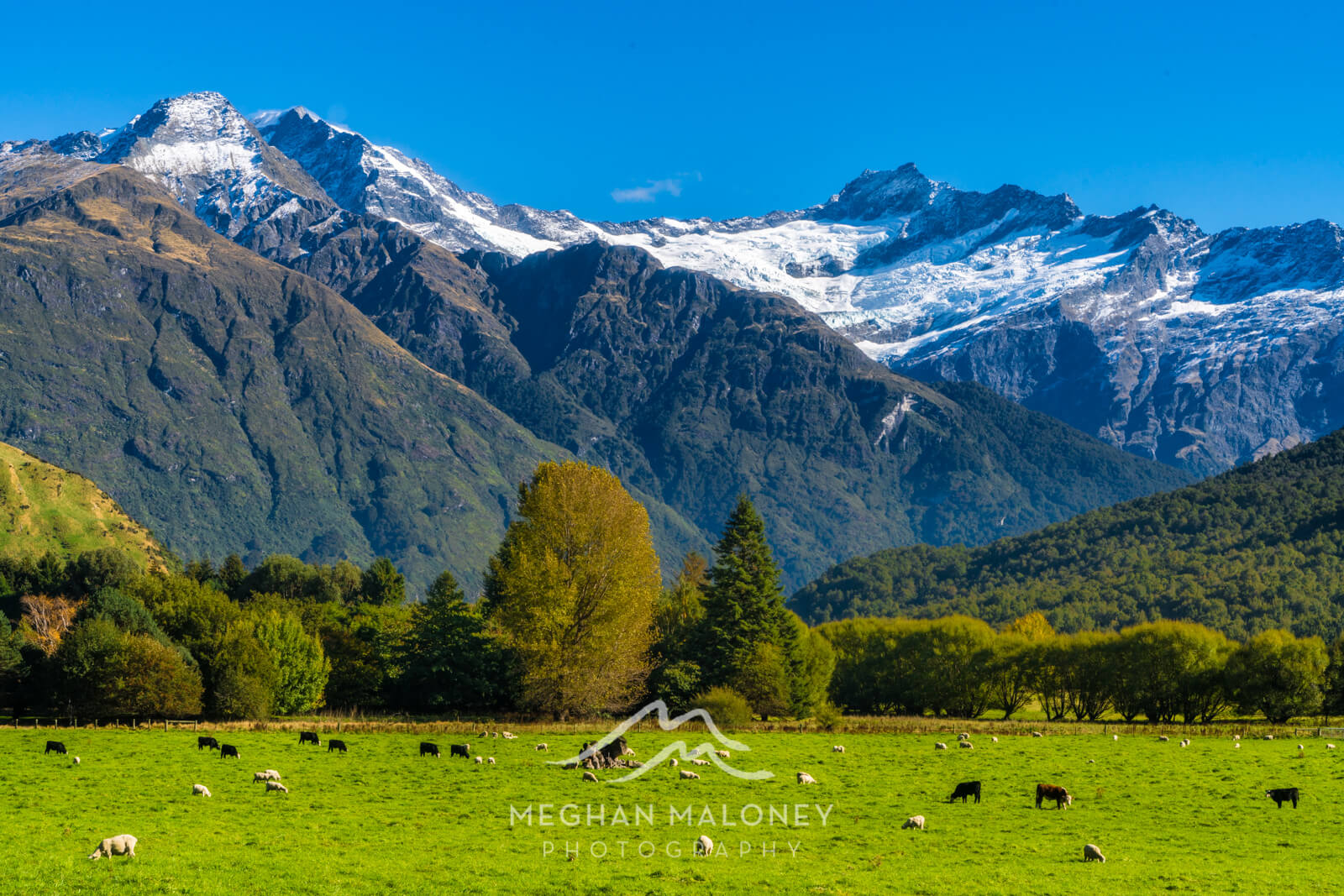 New Zealand's Best Day Hikes - Rob Roy Glacier Track