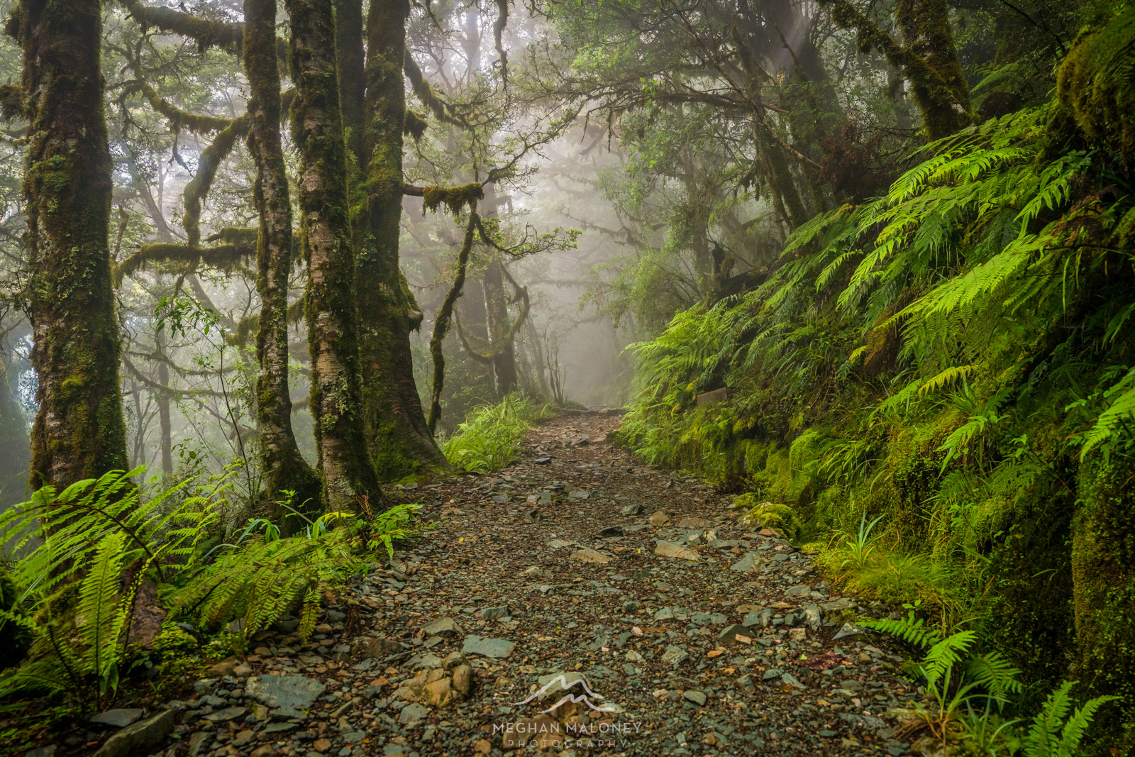 routeburn track middle earth forest
