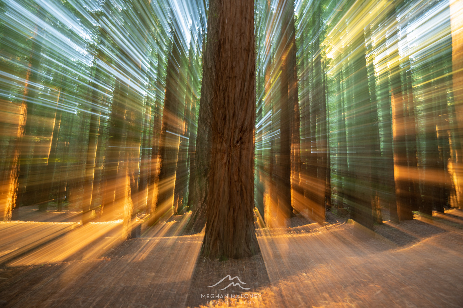 redwood forest zoom pan ICM effect