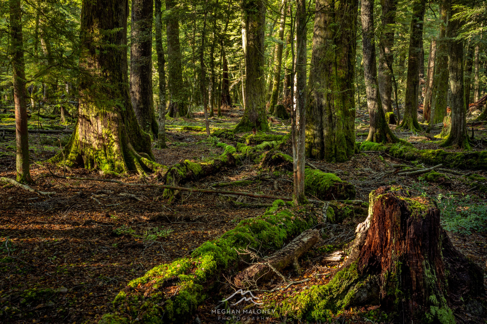 beech forest south island paradise queenstown