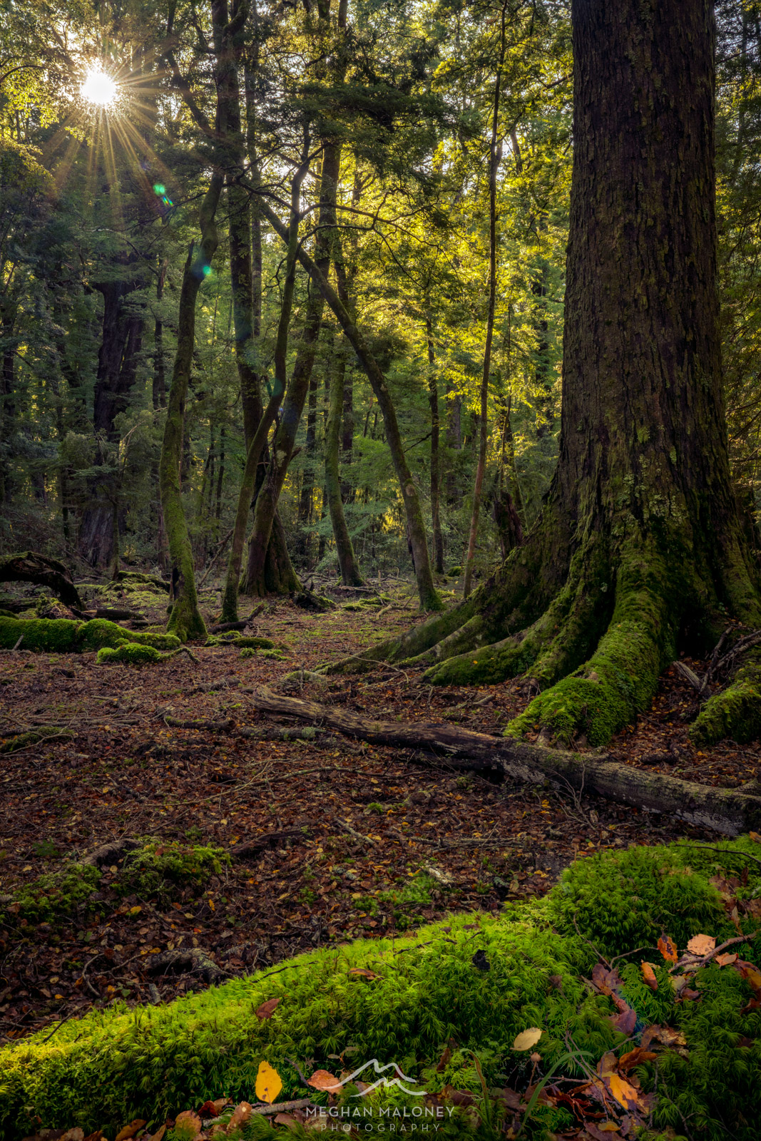 paradise beech forest queenstown nz