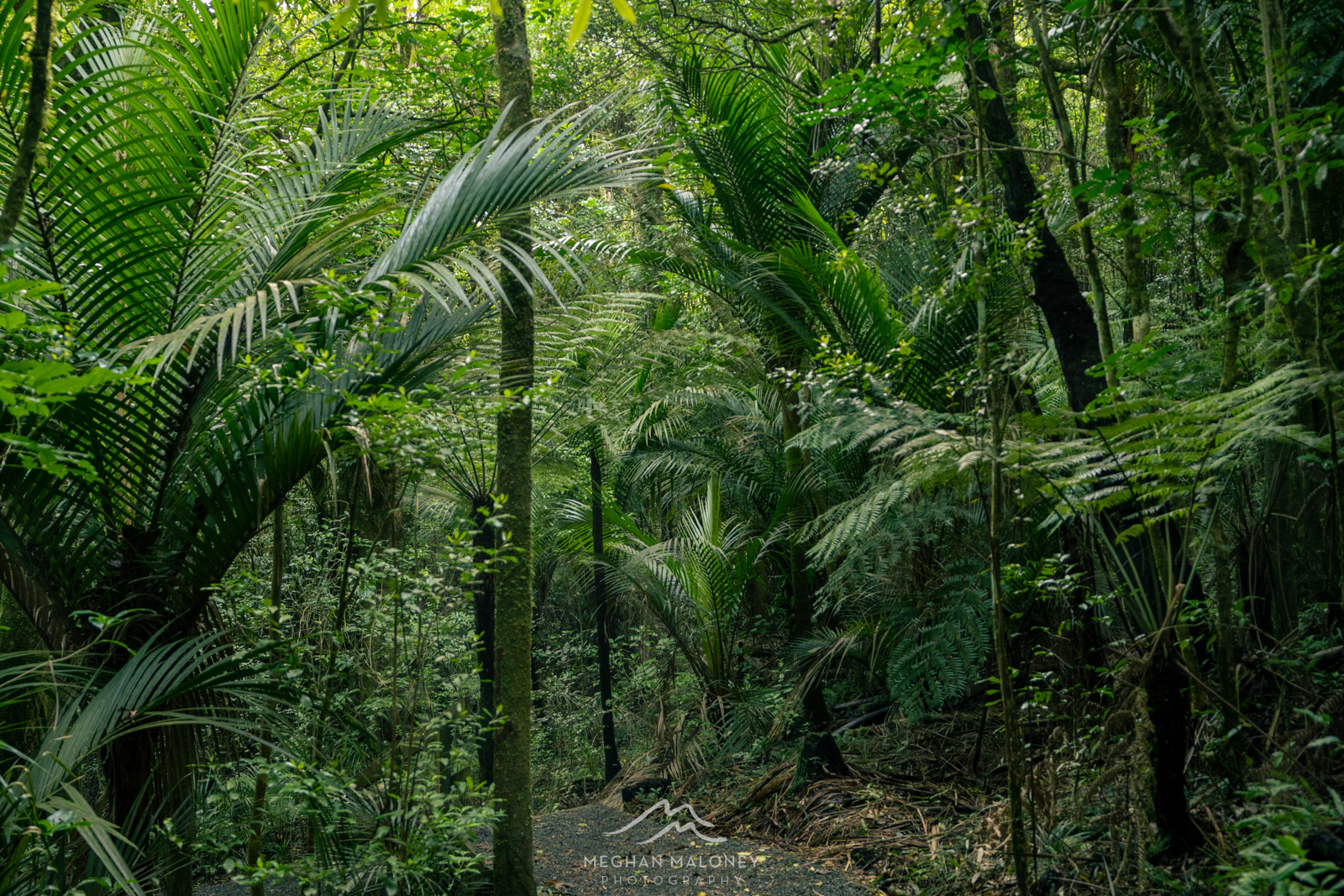 waikato north island forest