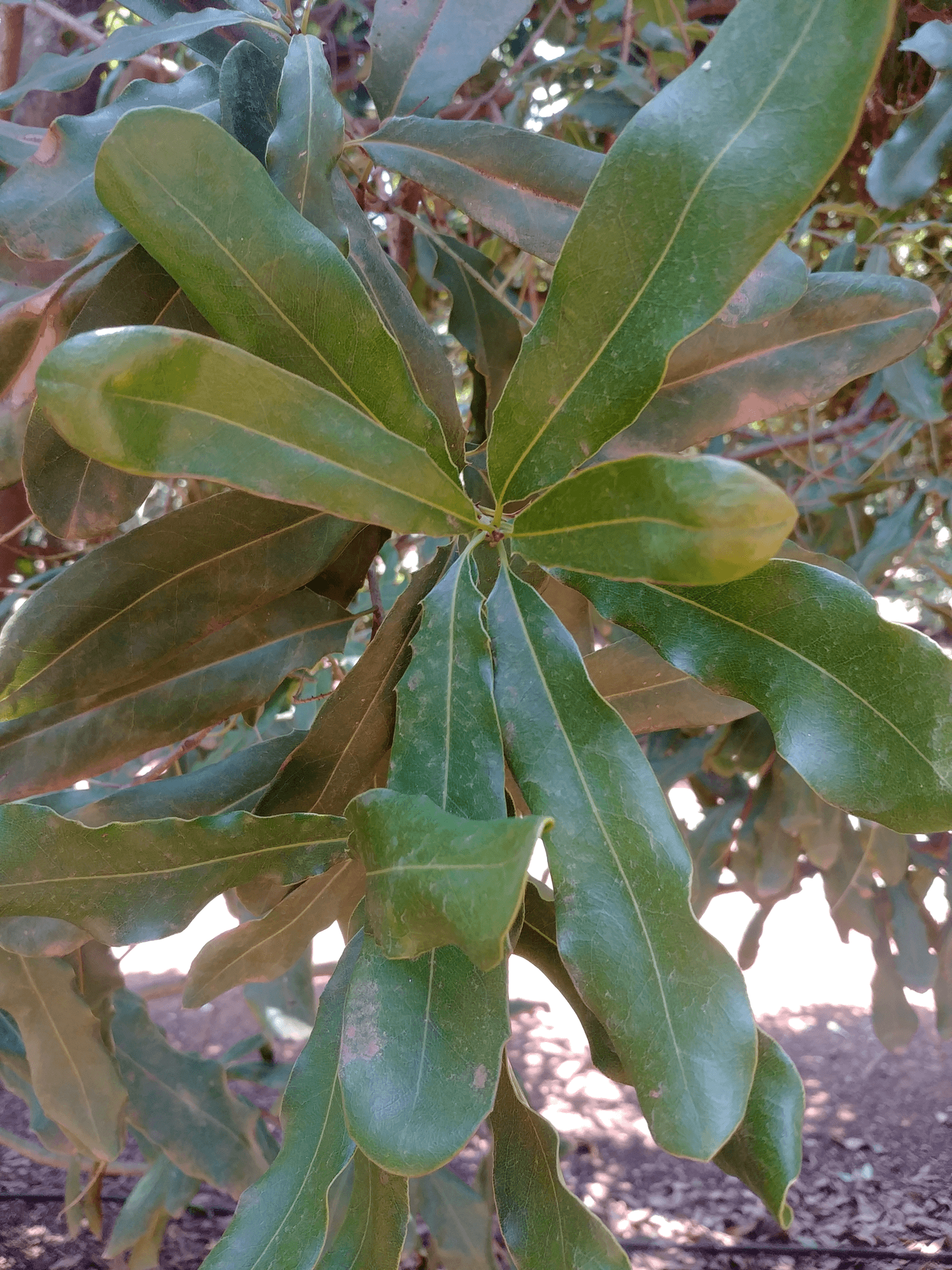 Albasini Macadamia's - Cultivars