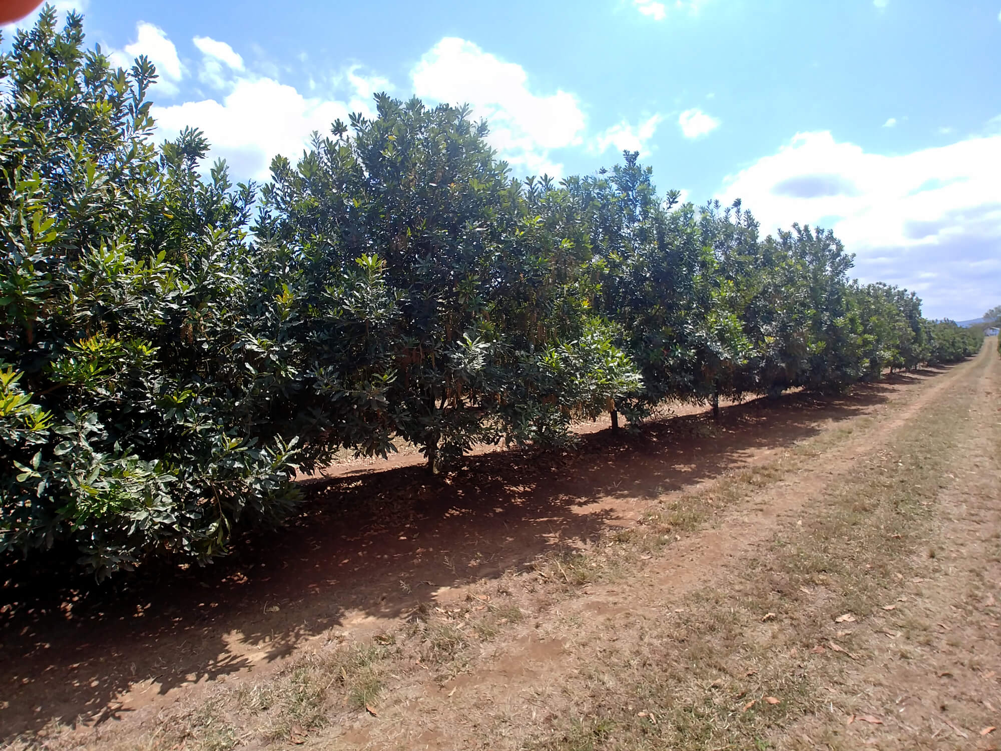 Albasini Macadamia's - Cultivars