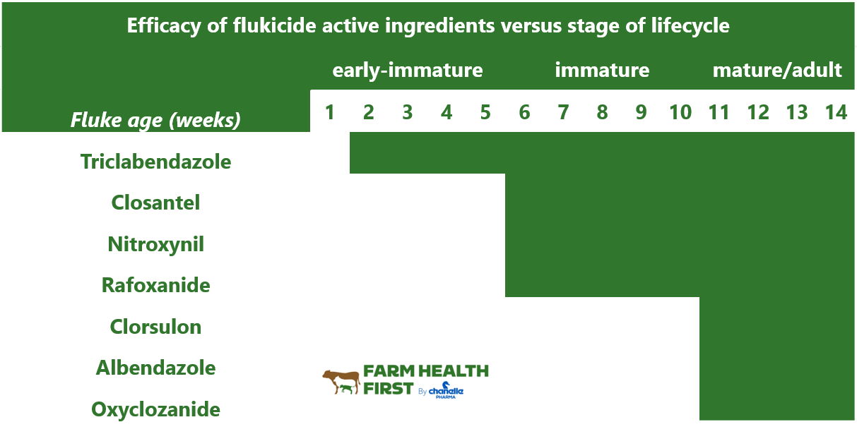 Liver Fluke | Diseases & Solutions | Farm Health First