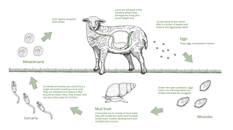 Rumen Fluke | Diseases & Solutions | Farm Health First