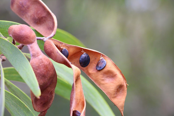 Koa seed orchard grant awarded