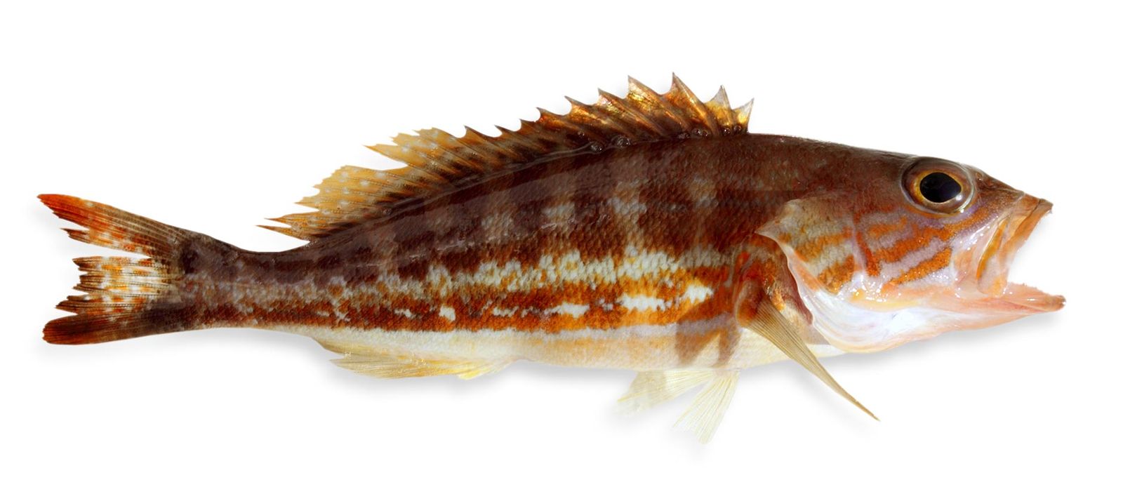 Comber - Fish for tomorrow