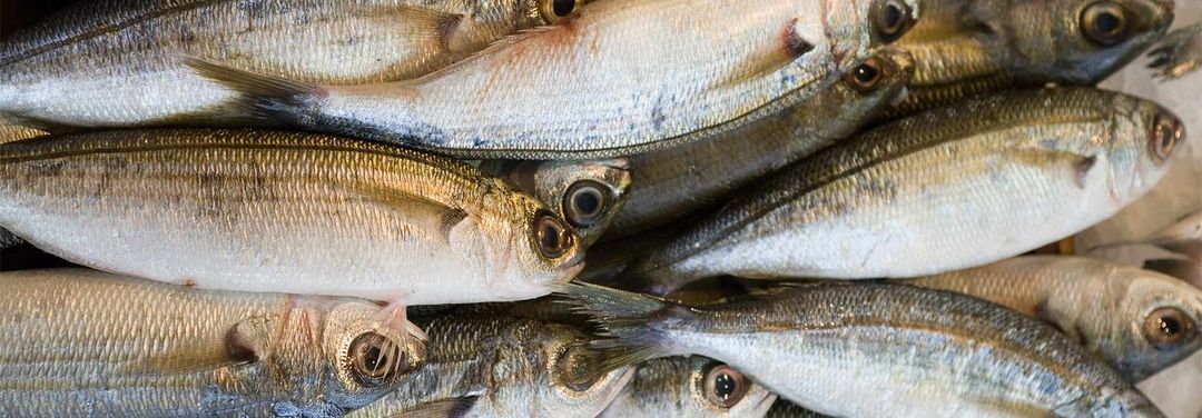 Bogue - Fish for tomorrow