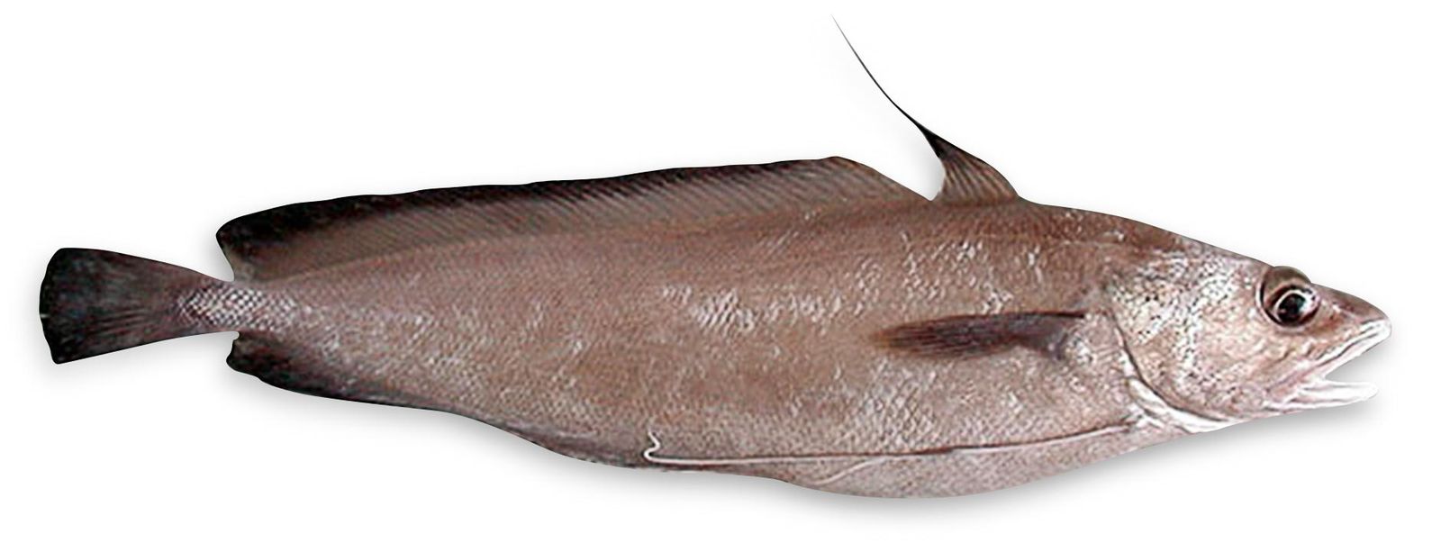 Fork Beard - Fish for tomorrow