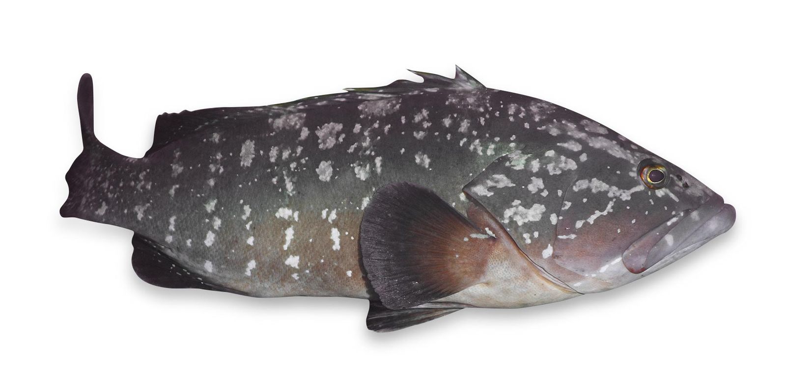 Dusky Grouper - Fish for tomorrow