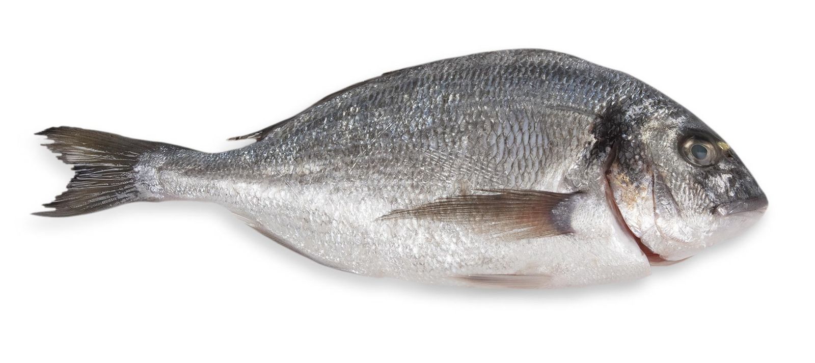 Gilthead Seabream - Fish for tomorrow