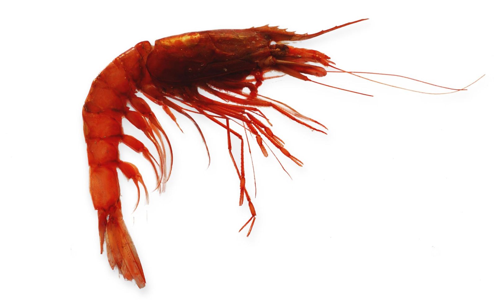 King Prawn - Fish for tomorrow