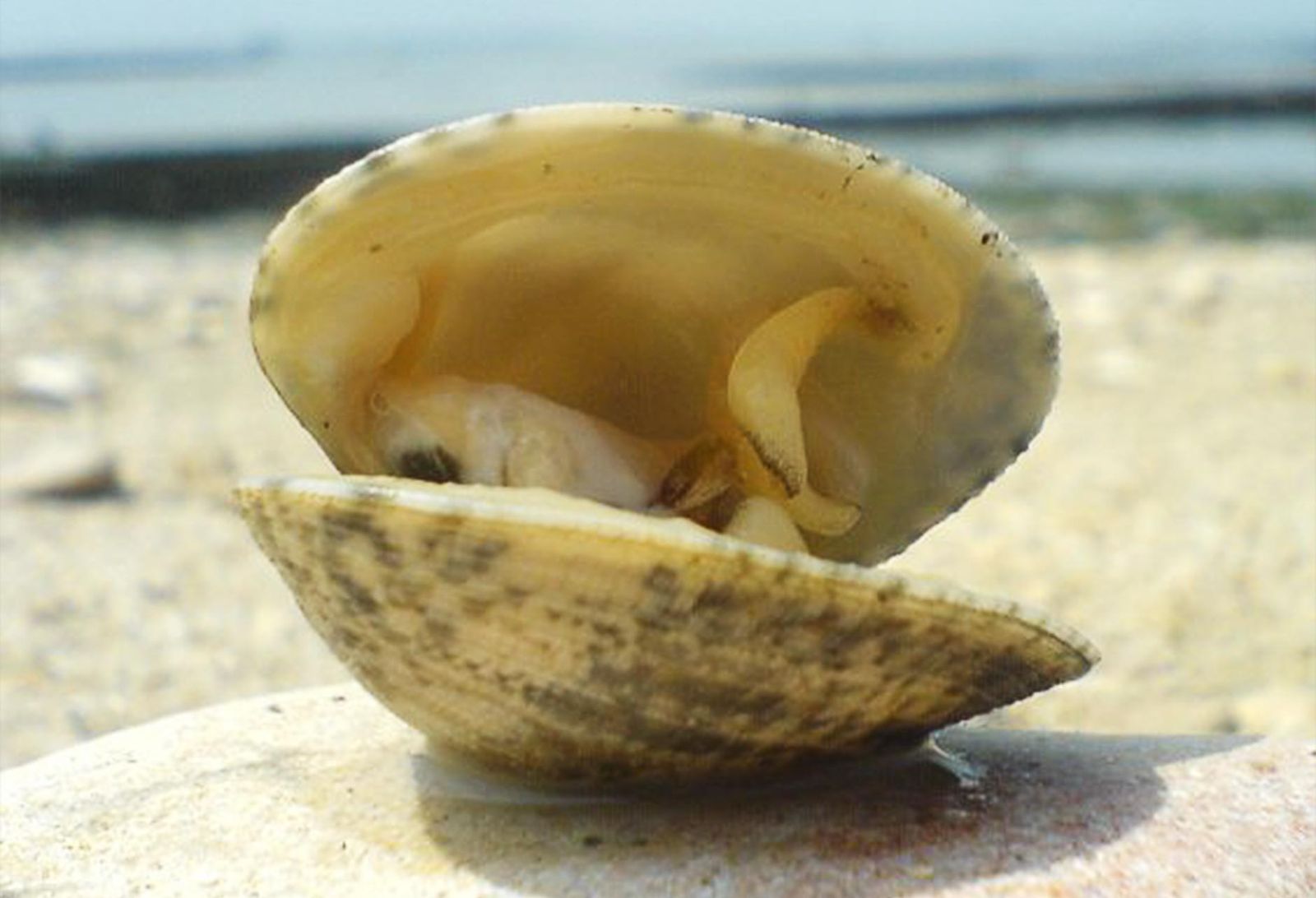 Clam - Fish for tomorrow