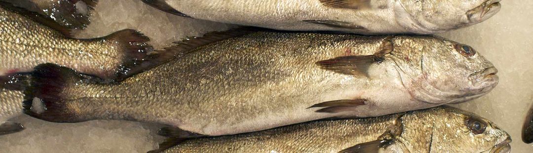Meagre - Fish for tomorrow