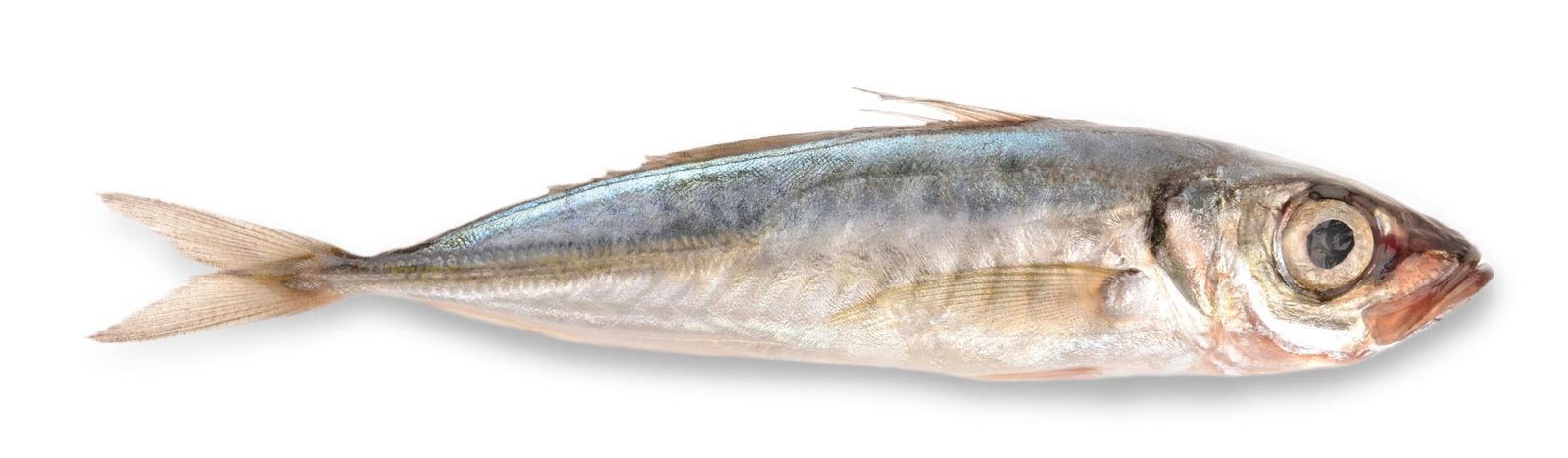 Horse Mackerel - Fish for tomorrow