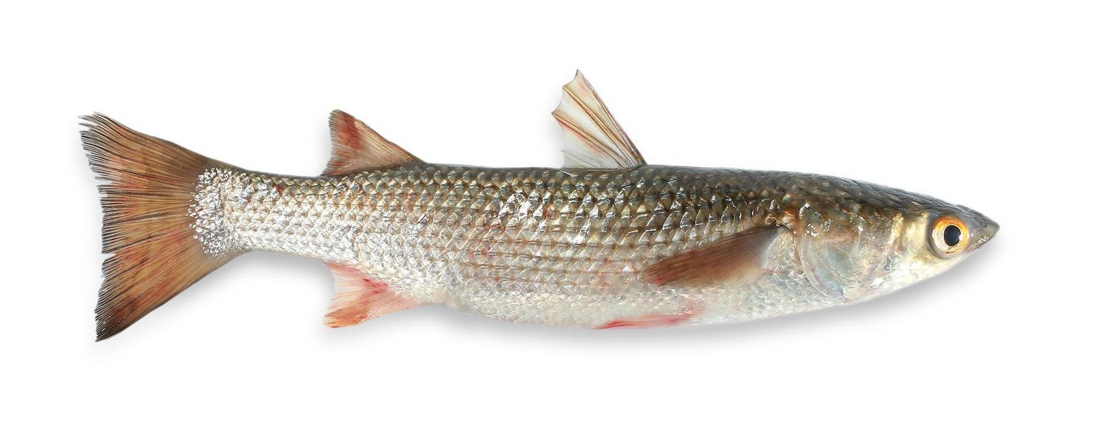 Mullet - Fish for tomorrow