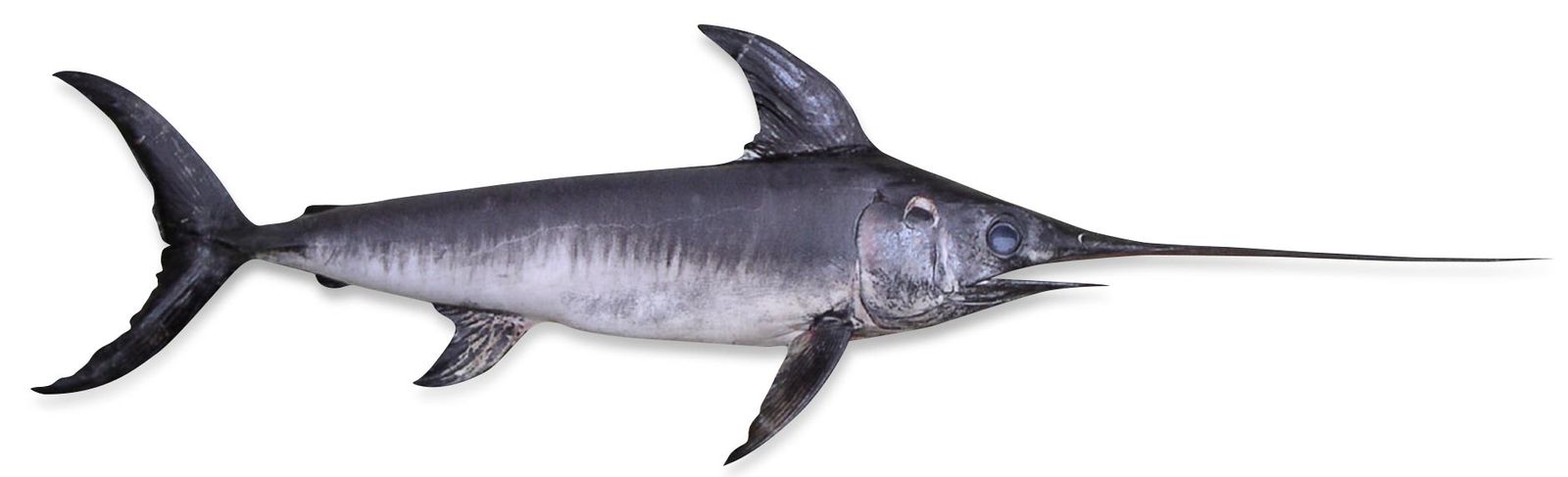 Swordfish - Fish for tomorrow