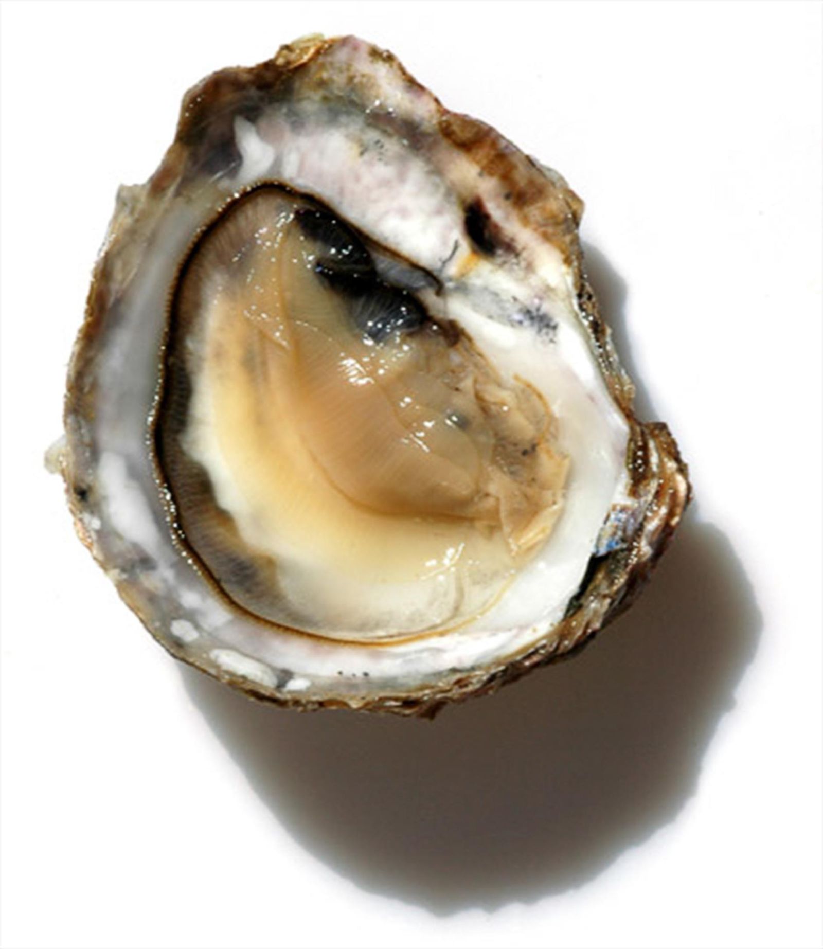 Oyster - Fish for tomorrow