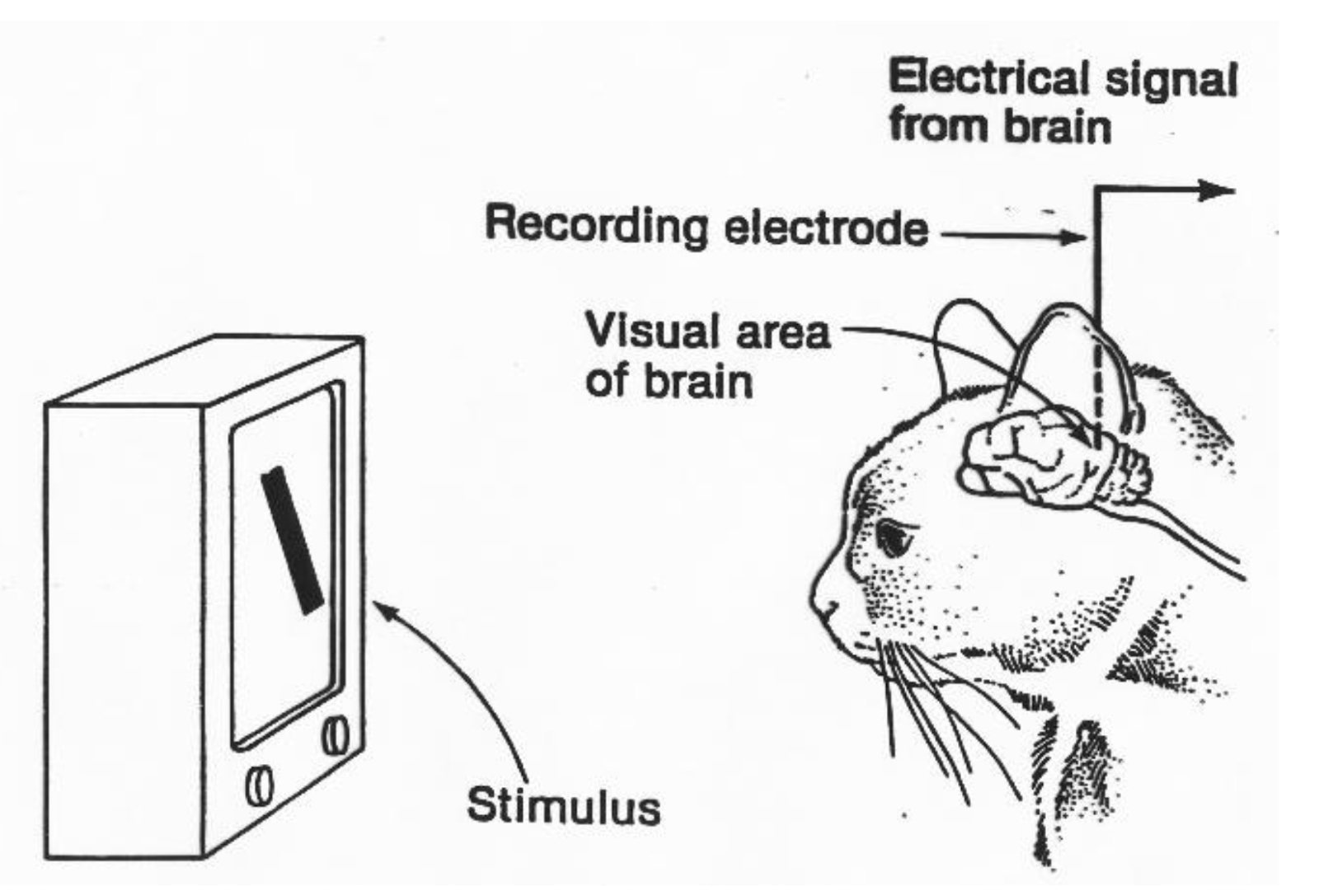 Computer Vision: Everything You Need to Know